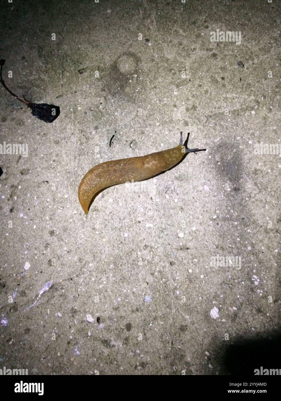 Green Cellar Slug (Limacus maculatus Stock Photo - Alamy