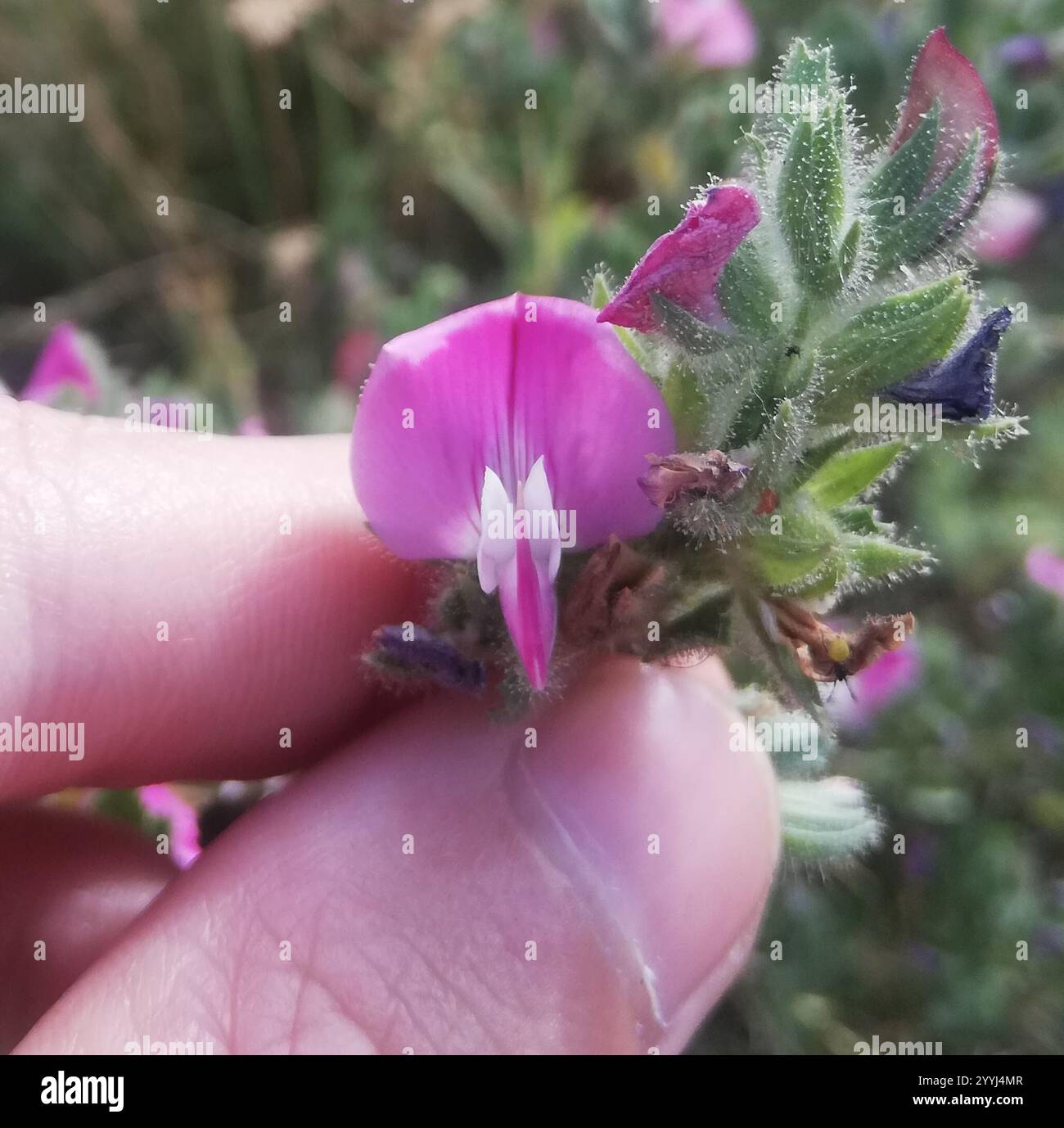 common restharrow (Ononis spinosa procurrens Stock Photo - Alamy