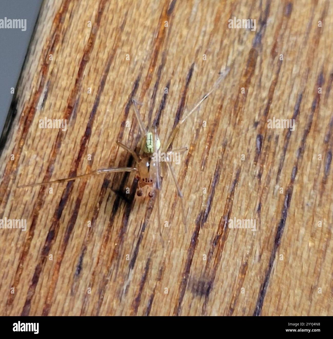Common candy-striped spider (Enoplognatha ovata Stock Photo - Alamy