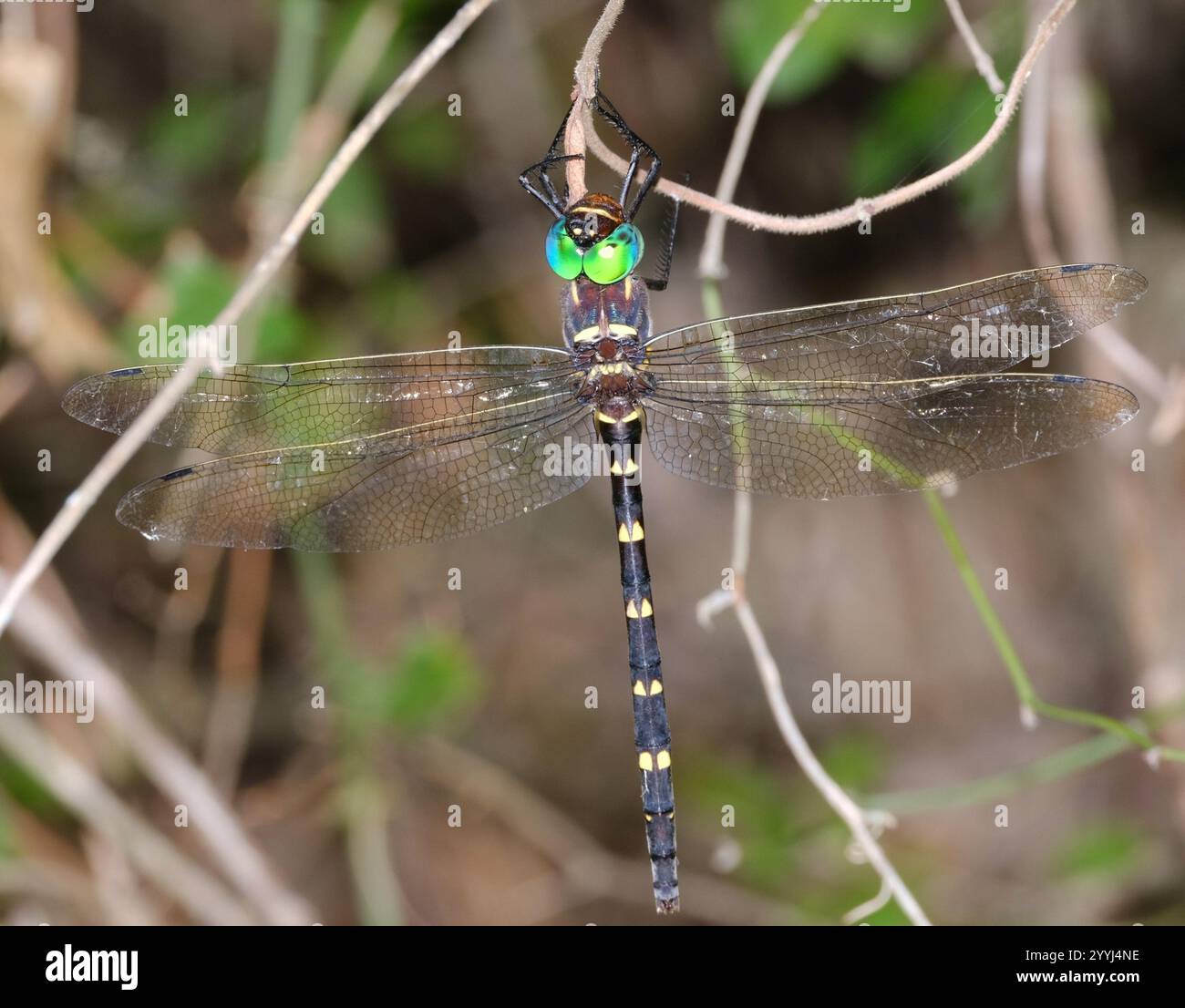 Royal River Cruiser (Macromia taeniolata Stock Photo - Alamy