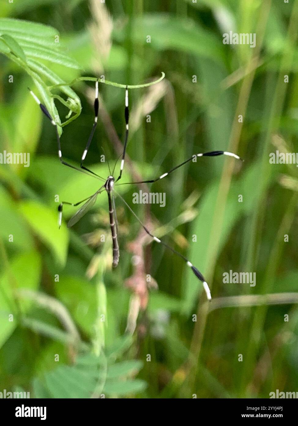 Phantom crane hi-res stock photography and images - Alamy