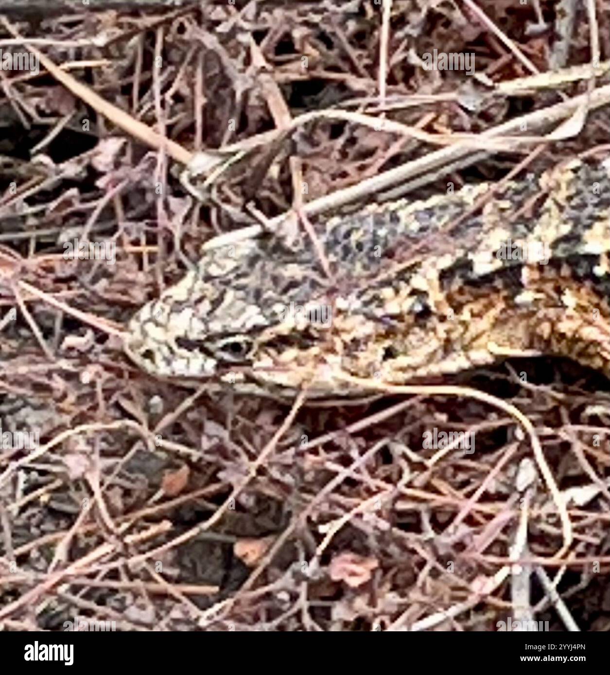 Northern Alligator Lizard (Elgaria coerulea Stock Photo - Alamy