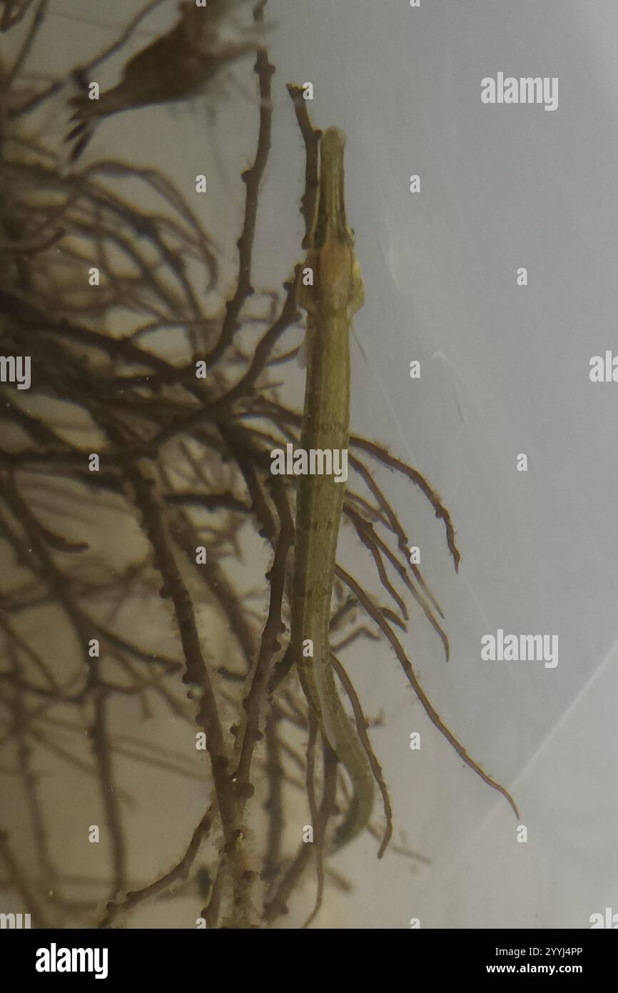 Northern Pipefish (Syngnathus fuscus Stock Photo - Alamy