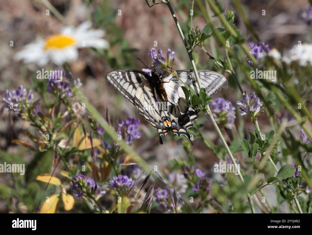 Canadian Tiger Swallowtail (Papilio canadensis Stock Photo - Alamy