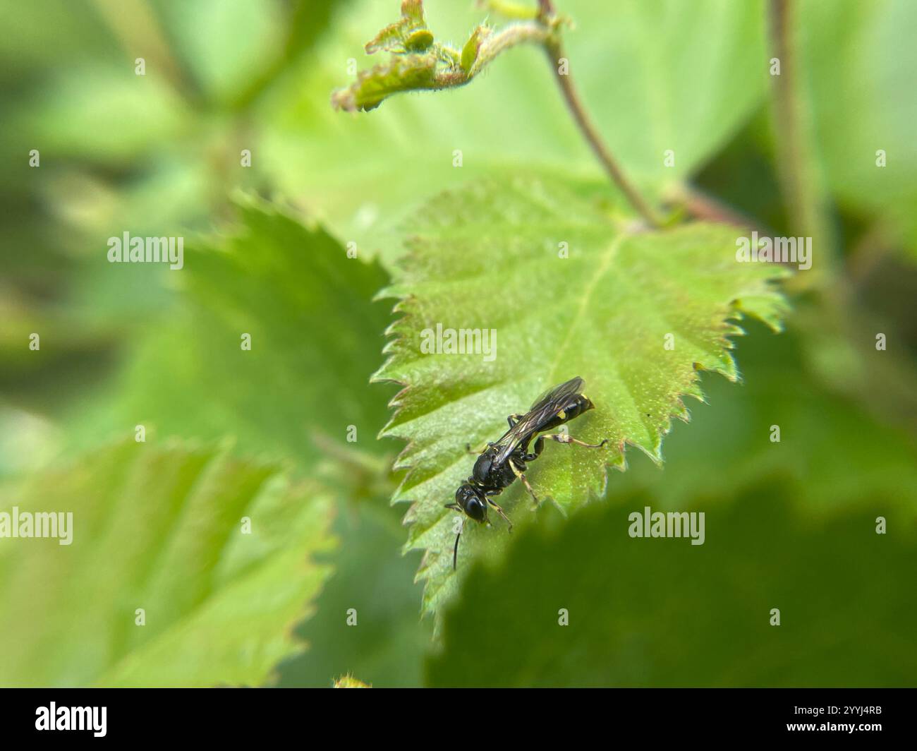 Square-headed Wasps, Sand Wasps, and Allies (Crabronidae Stock Photo ...
