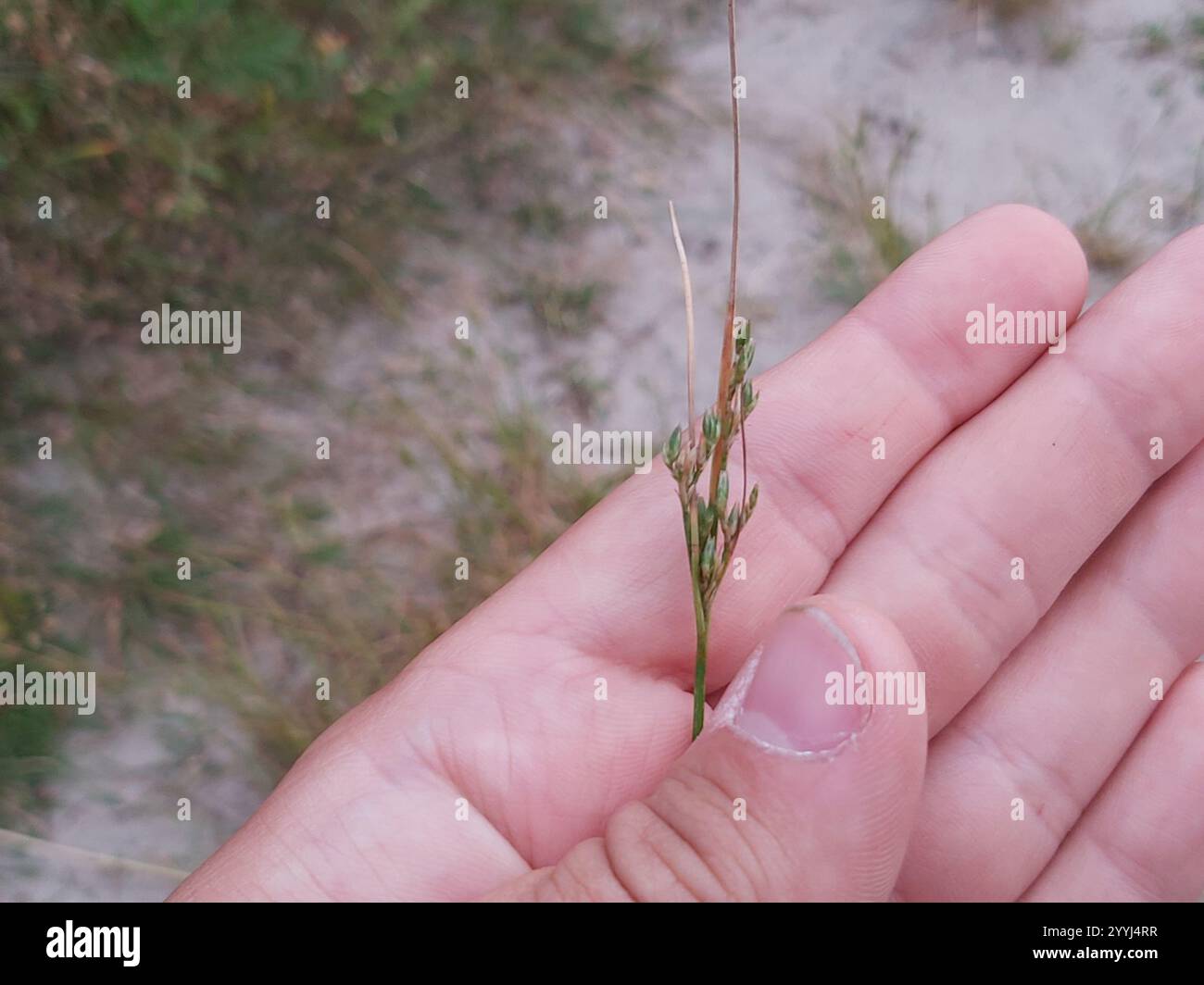 Slender Path Rush (Juncus tenuis Stock Photo - Alamy