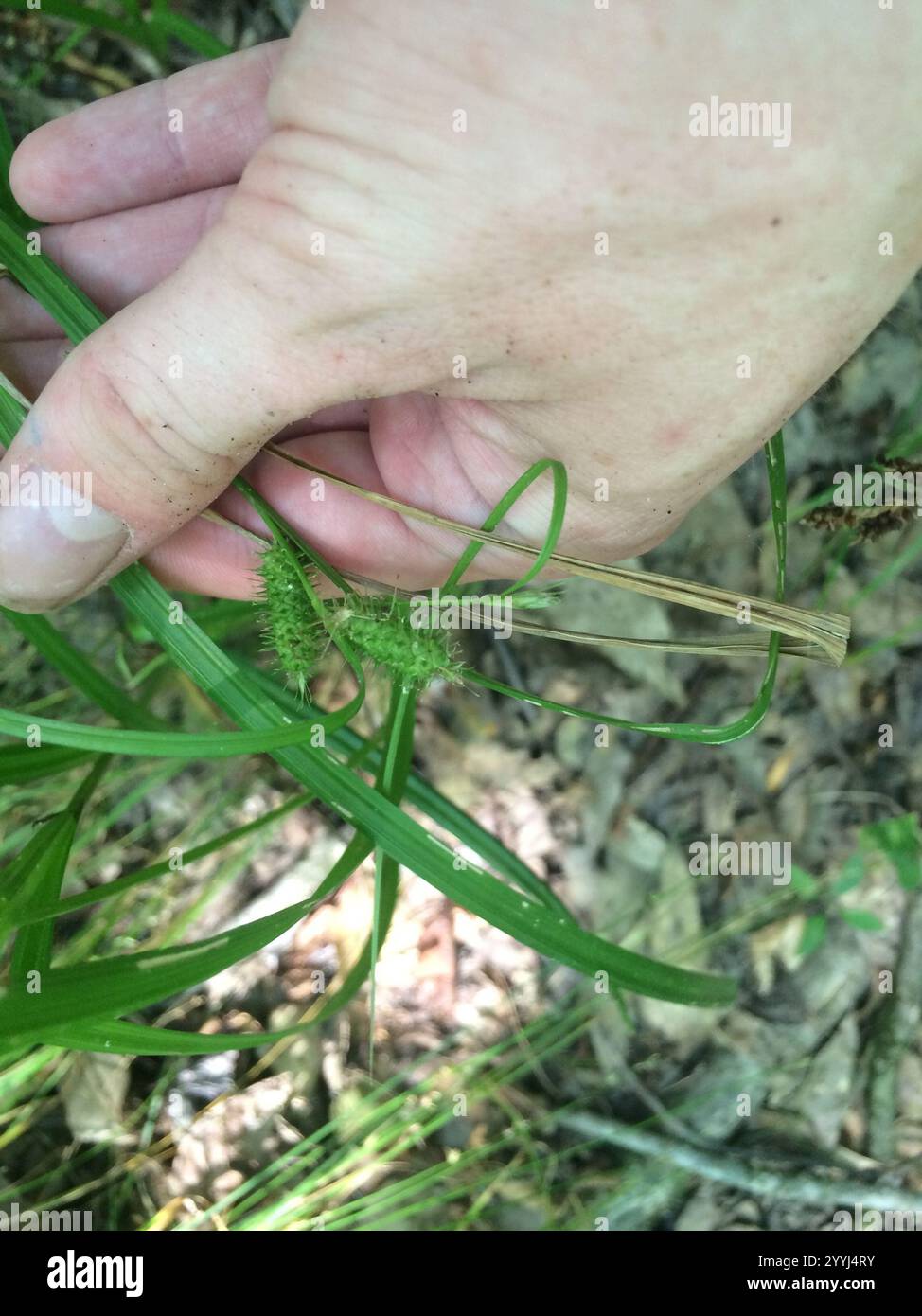 Franks sedge hi-res stock photography and images - Alamy