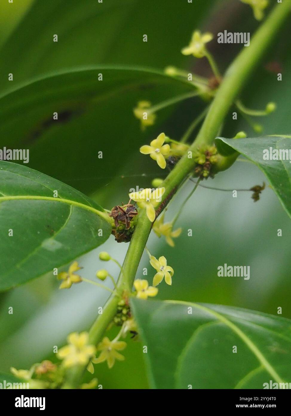 Umbrella cheese tree hi-res stock photography and images - Alamy