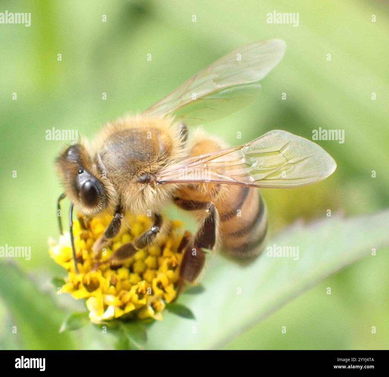 Western Honey Bee (Apis mellifera Stock Photo - Alamy