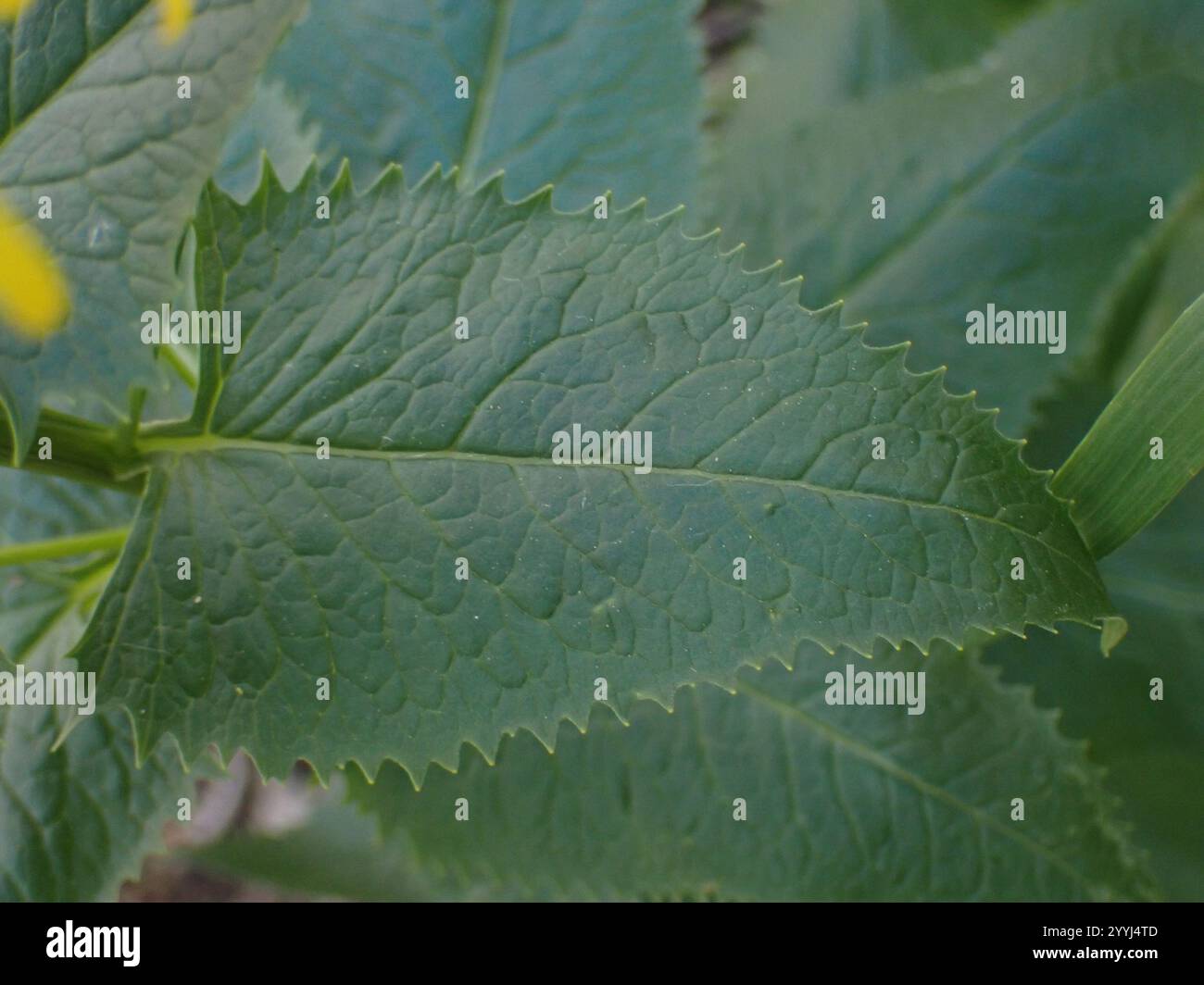 Arrowleaf Senecio (Senecio triangularis Stock Photo - Alamy