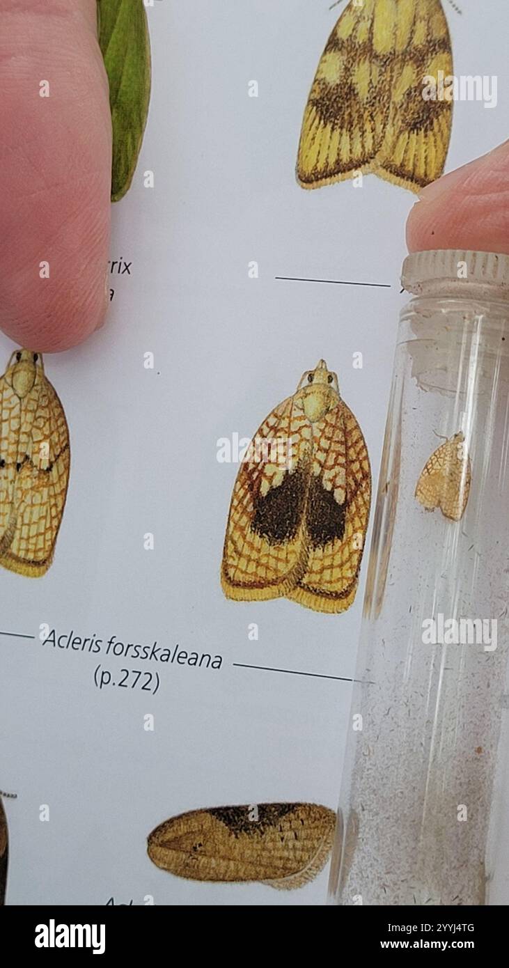Maple Leaftier Moth (Acleris forsskaleana Stock Photo - Alamy