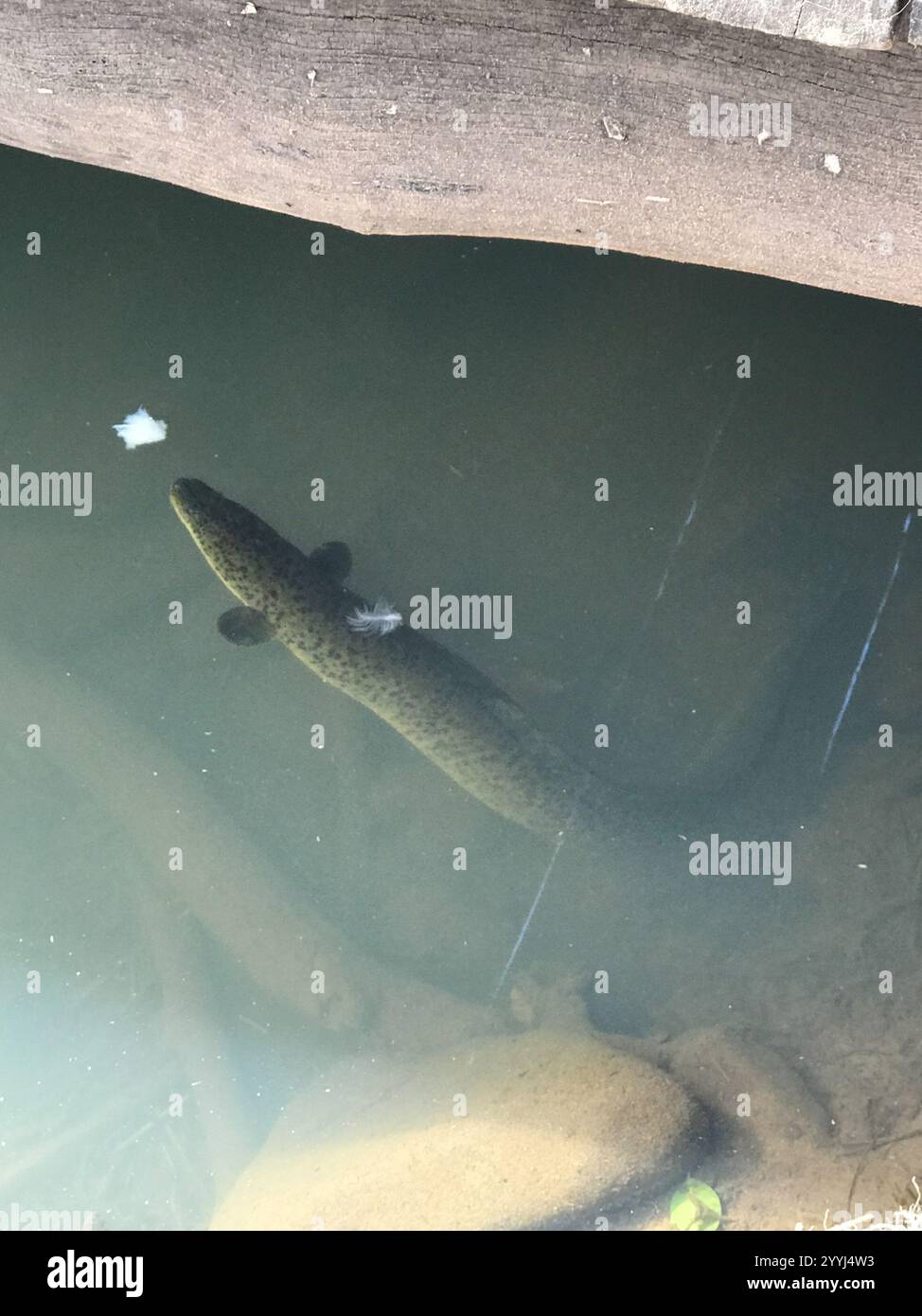 Australian Long-finned Eel (Anguilla reinhardtii Stock Photo - Alamy