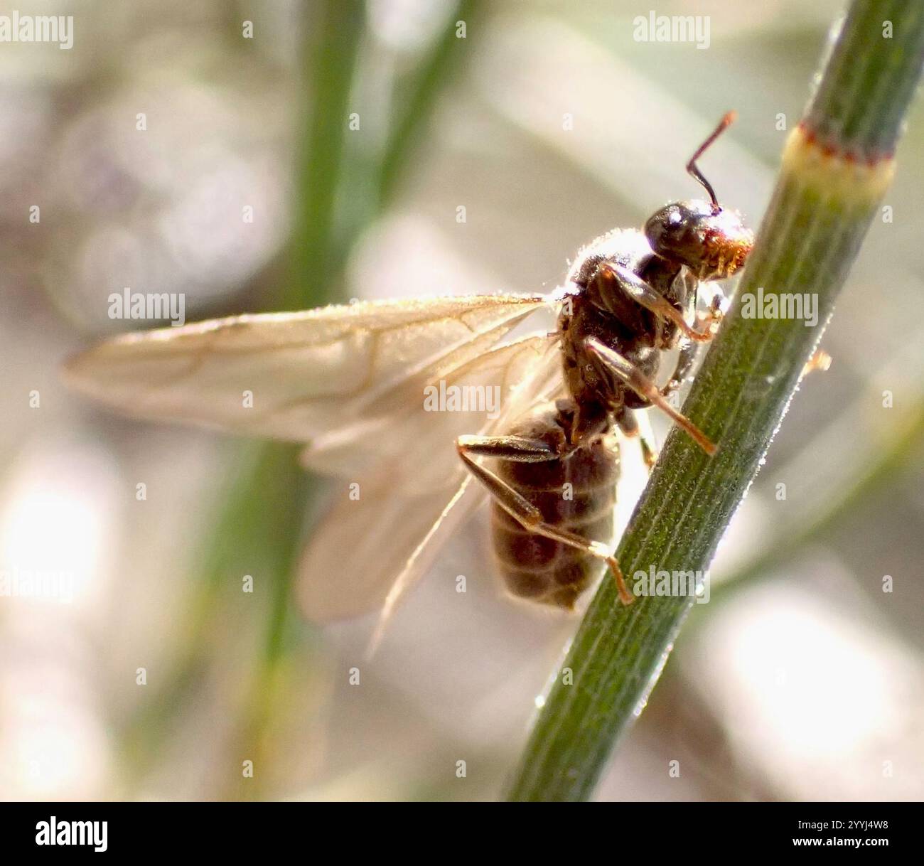 Odorous ants hi-res stock photography and images - Alamy