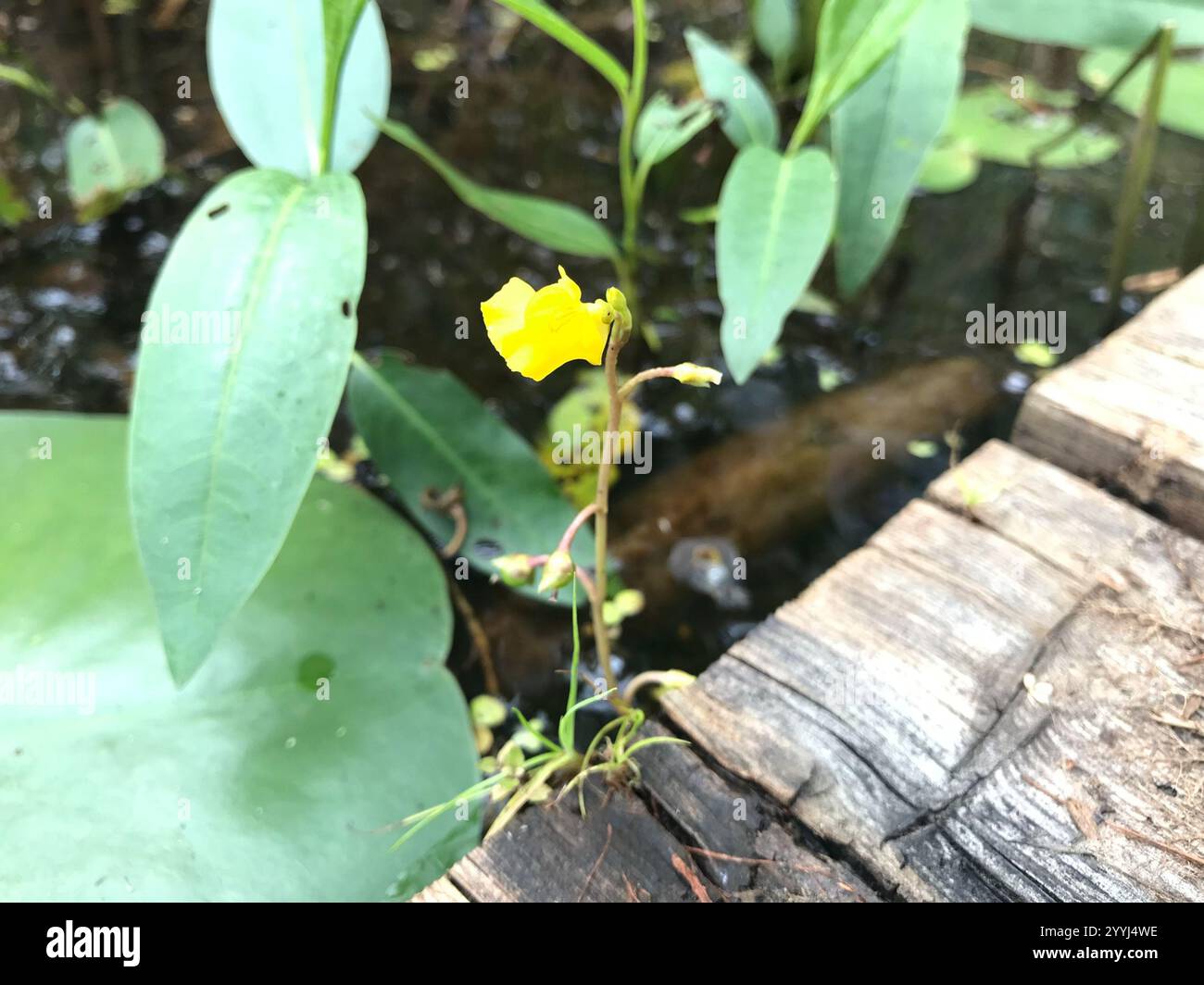common bladderwort (Utricularia macrorhiza Stock Photo - Alamy