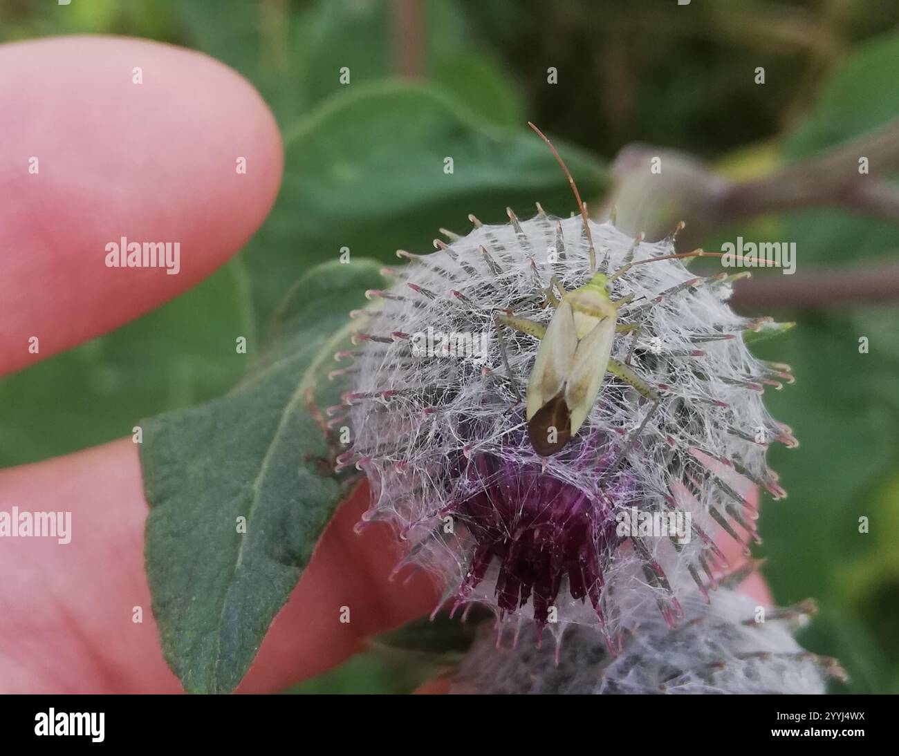 True Bugs (Heteroptera Stock Photo - Alamy