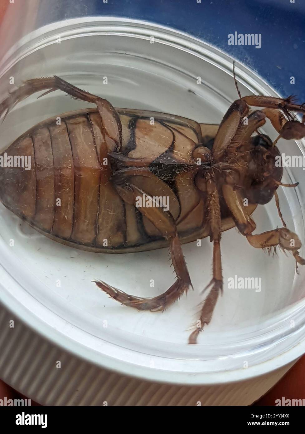 Great Diving Beetle (Dytiscus marginalis Stock Photo - Alamy