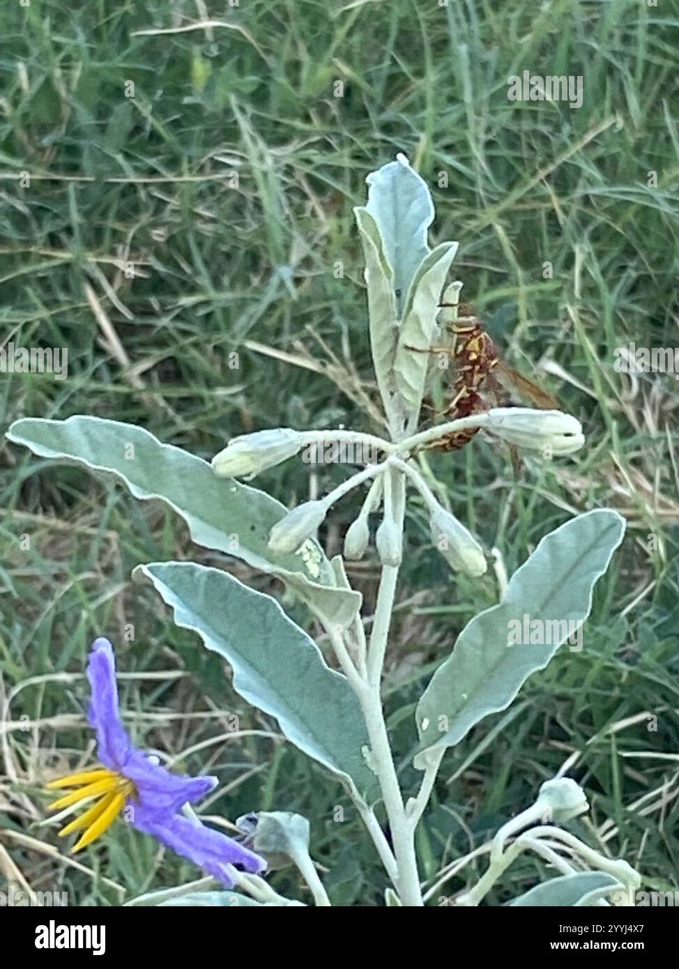 Apache Paper Wasp (Polistes apachus Stock Photo - Alamy