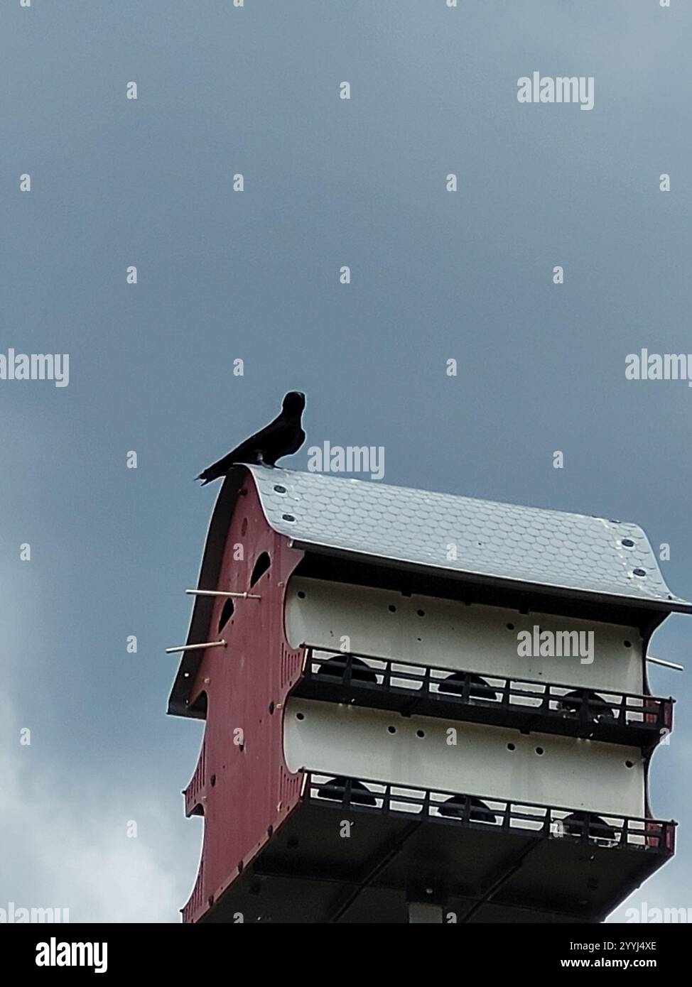 Purple Martin (Progne subis Stock Photo - Alamy