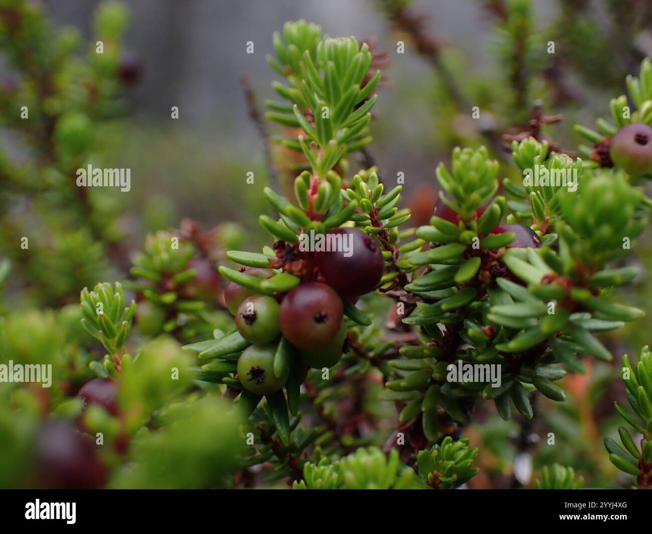 black crowberry (Empetrum nigrum Stock Photo - Alamy