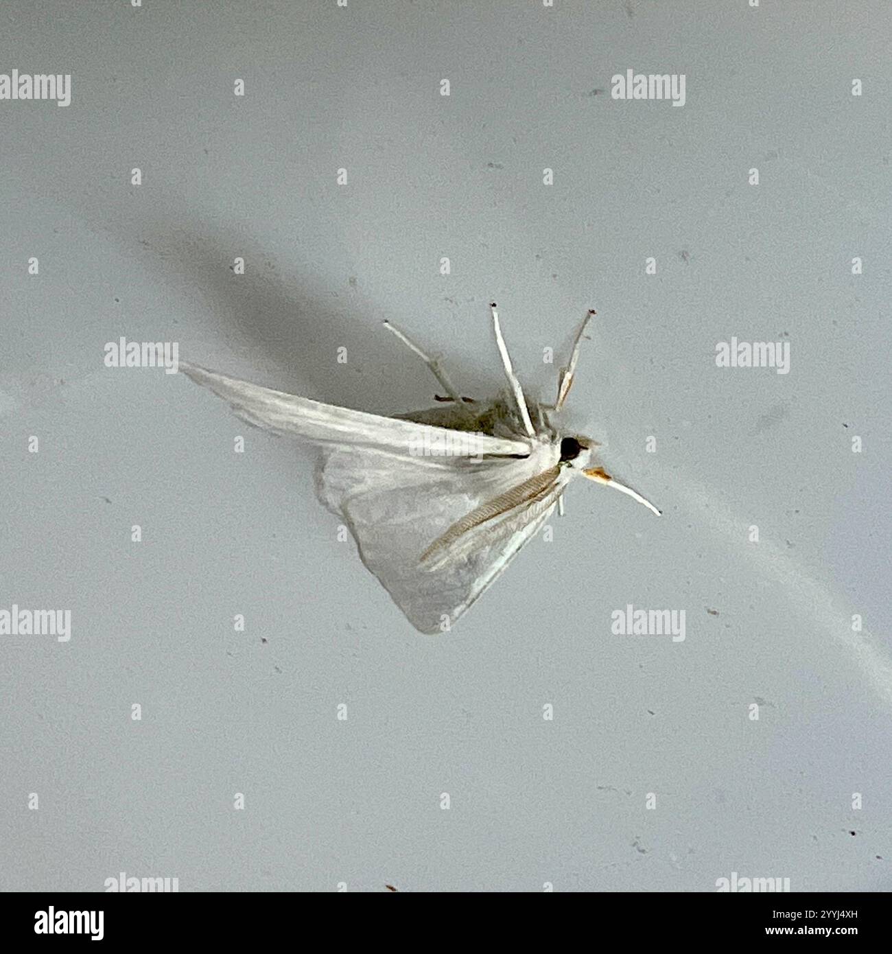 Ennomos subsignaria hi-res stock photography and images - Alamy