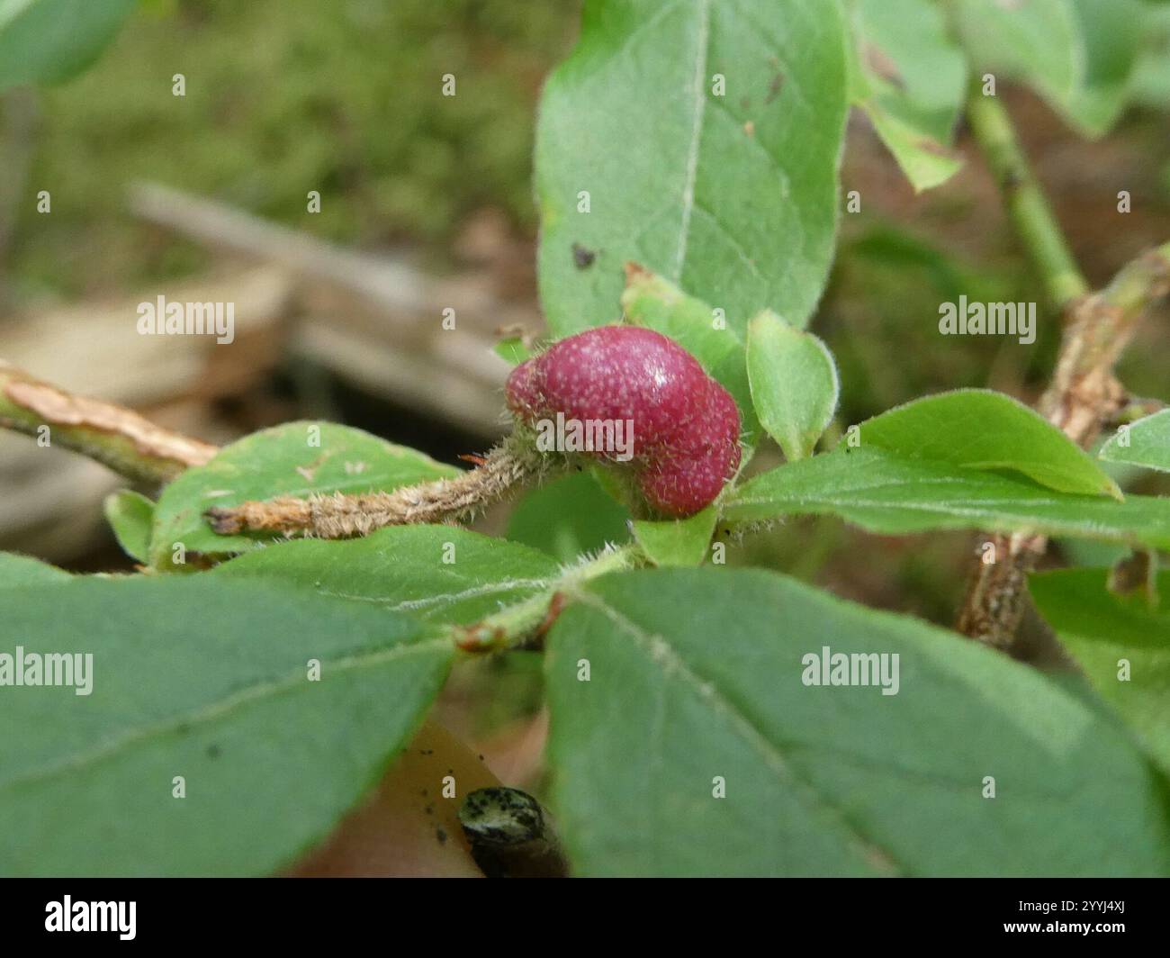 Blueberry Stem Gall Wasp (Hemadas nubilipennis Stock Photo - Alamy