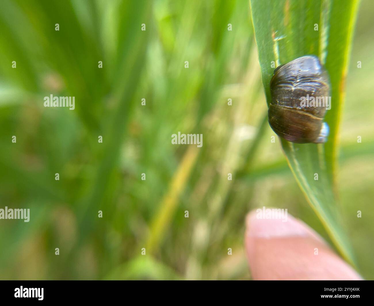 Amber Snails (Succineidae Stock Photo - Alamy