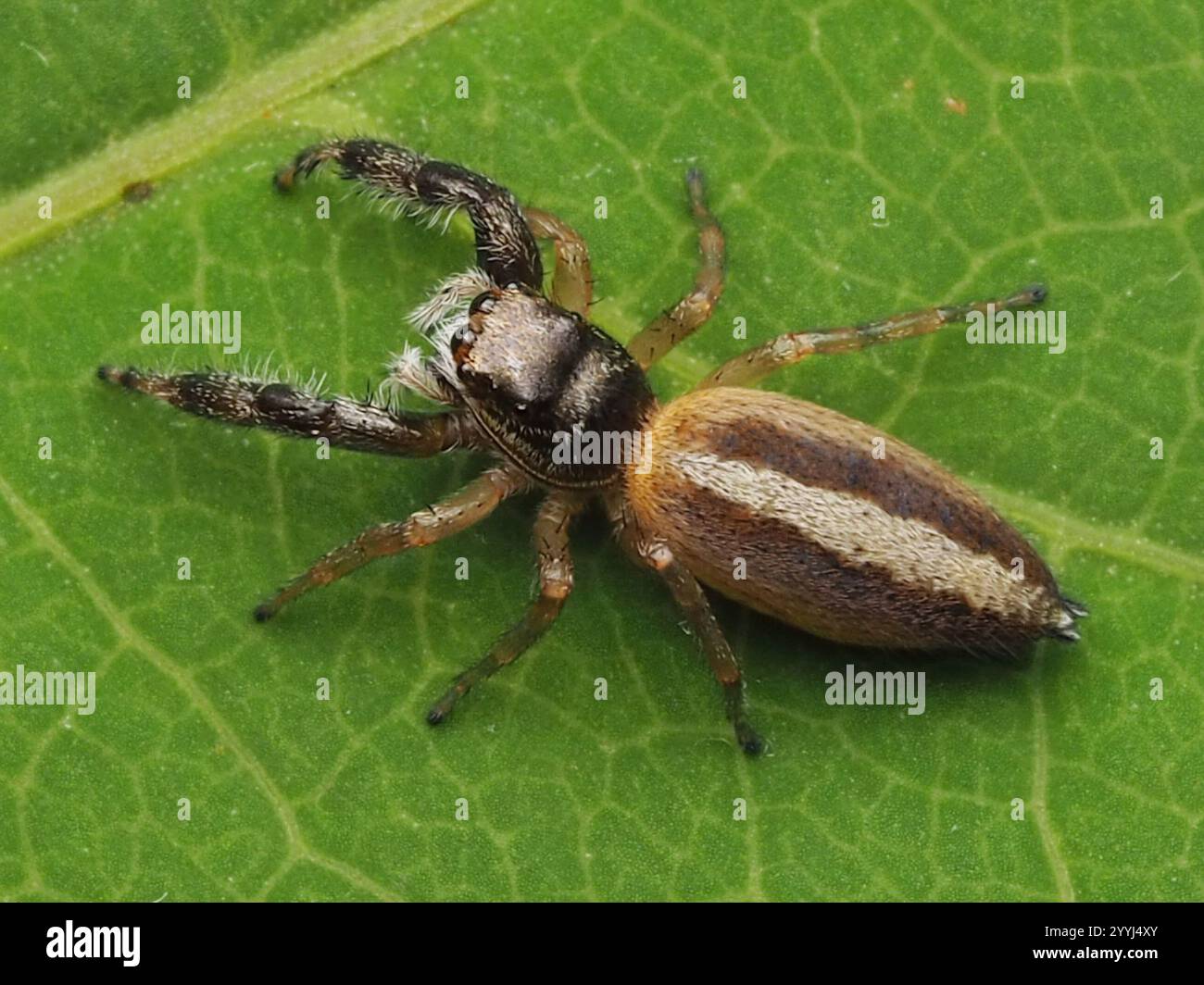 Short-bellied Slender Jumping Spider (Marpissa formosa Stock Photo - Alamy