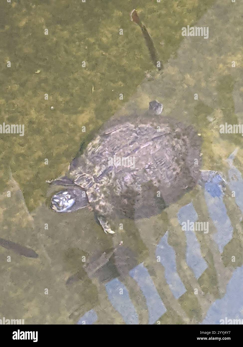 Pond Slider (Trachemys scripta Stock Photo - Alamy