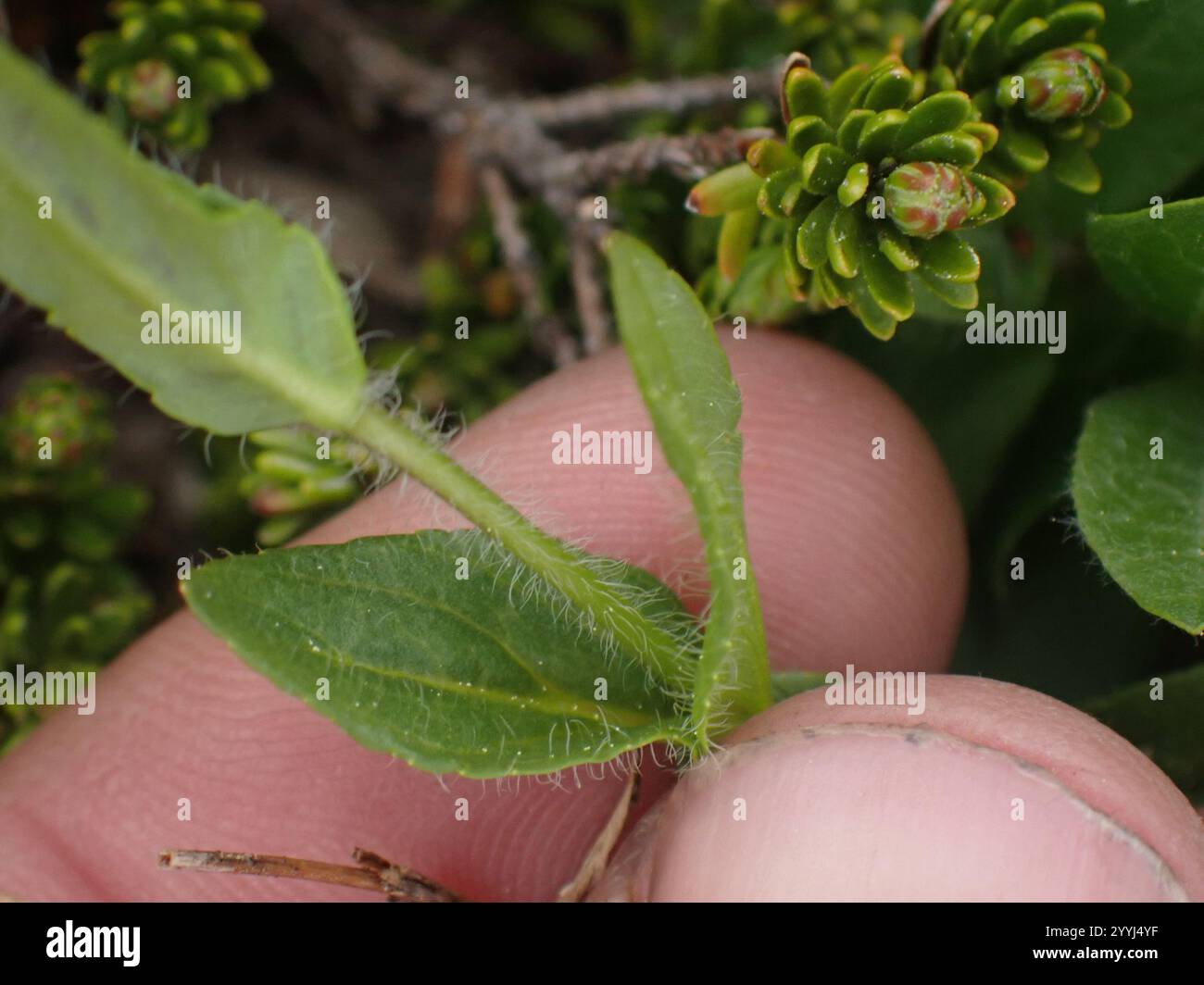American alpine speedwell (Veronica wormskjoldii Stock Photo - Alamy