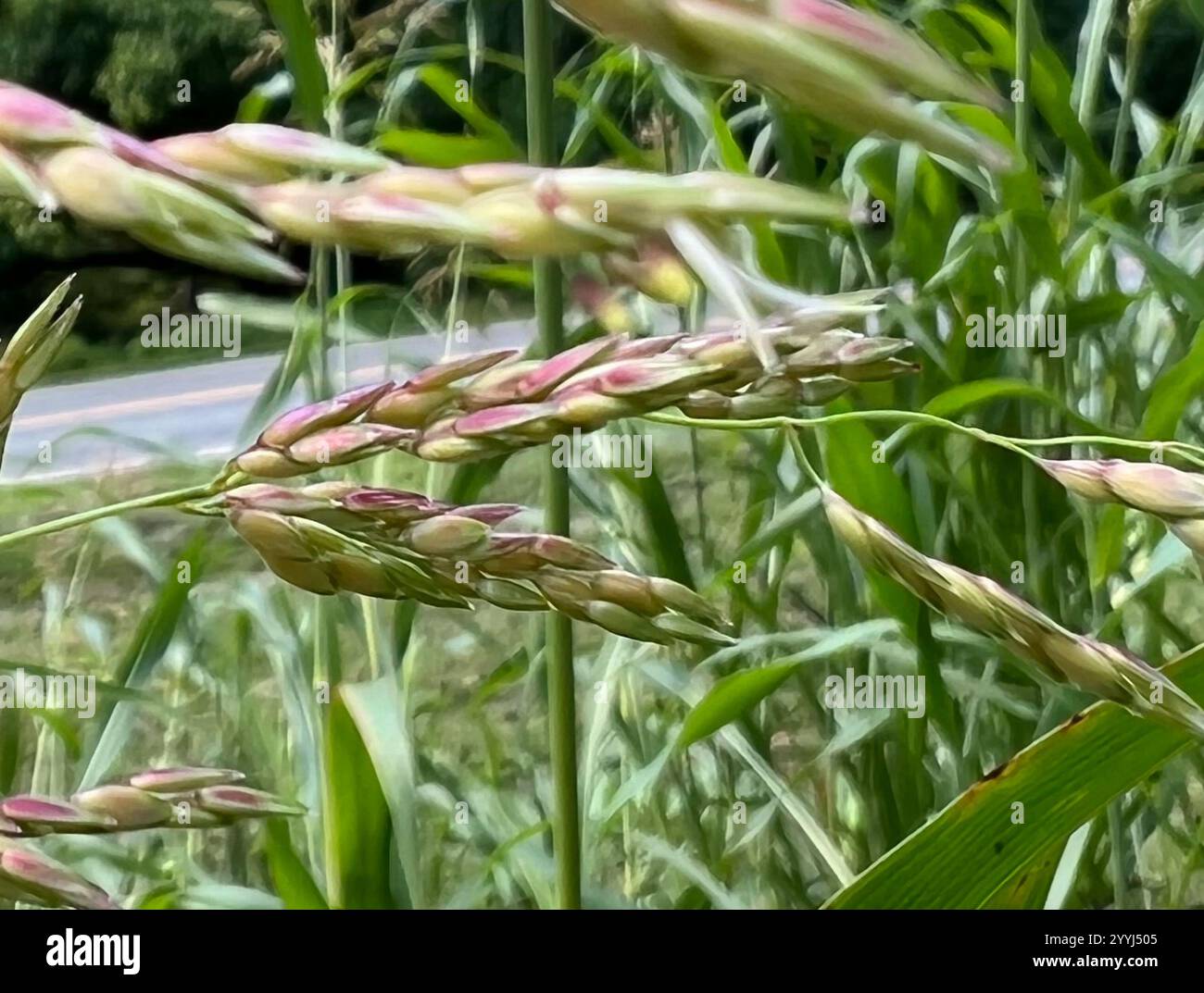 Johnson grass (Sorghum halepense Stock Photo - Alamy