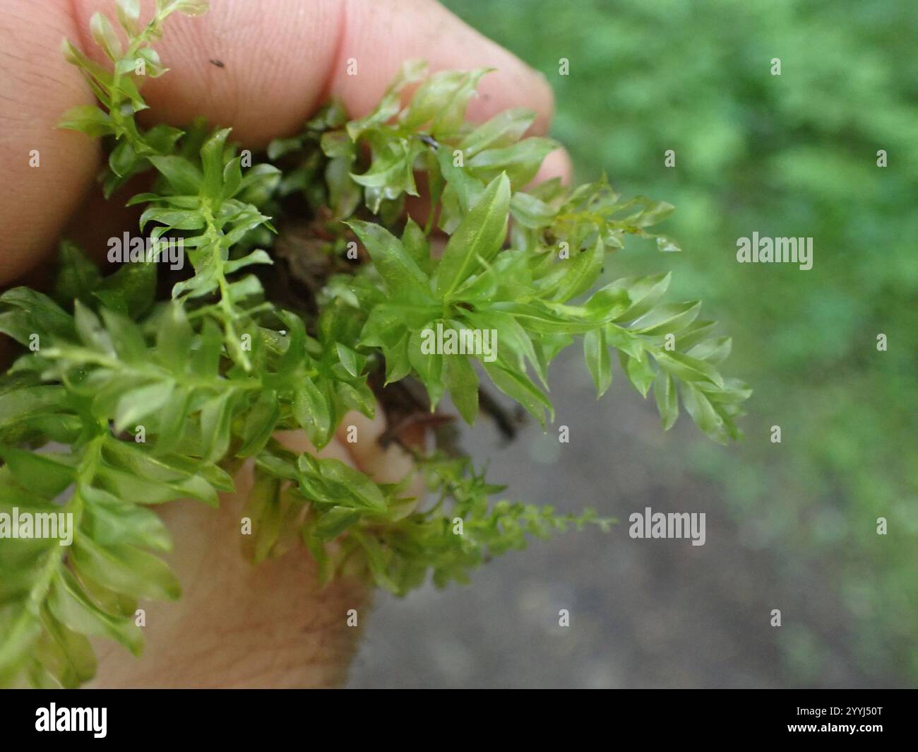 Badge Moss (Plagiomnium insigne Stock Photo - Alamy