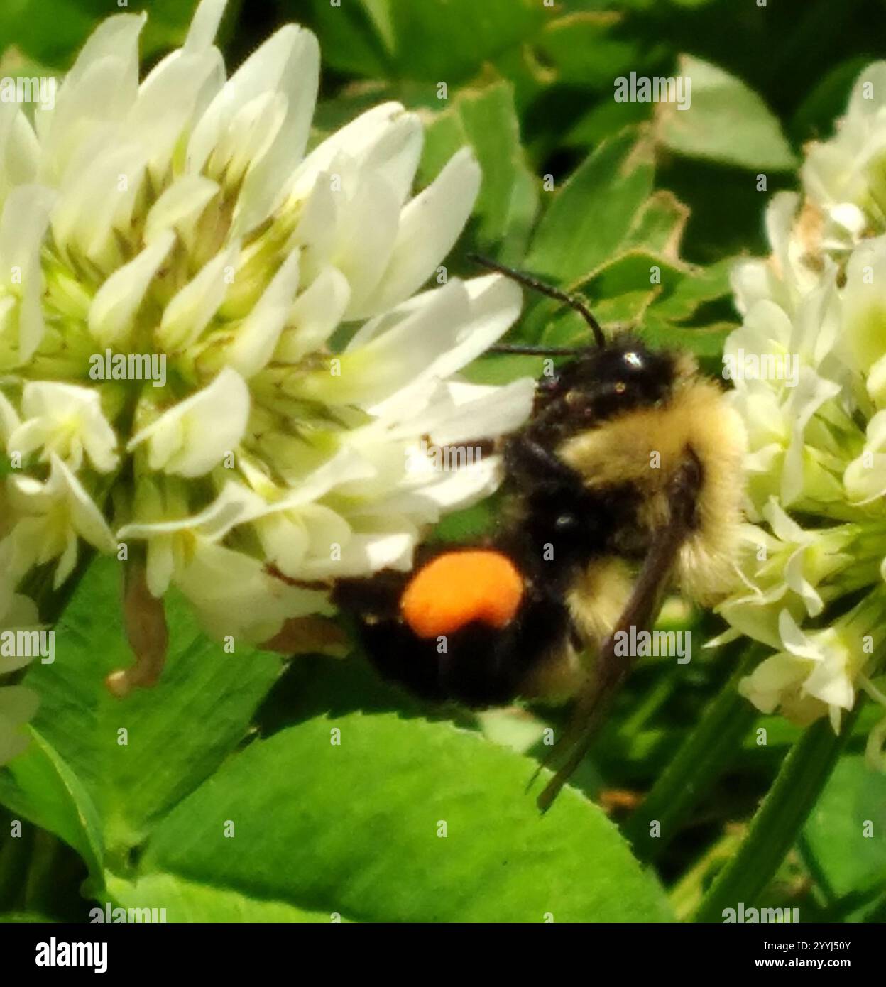 Two-spotted Bumble Bee (Bombus bimaculatus Stock Photo - Alamy
