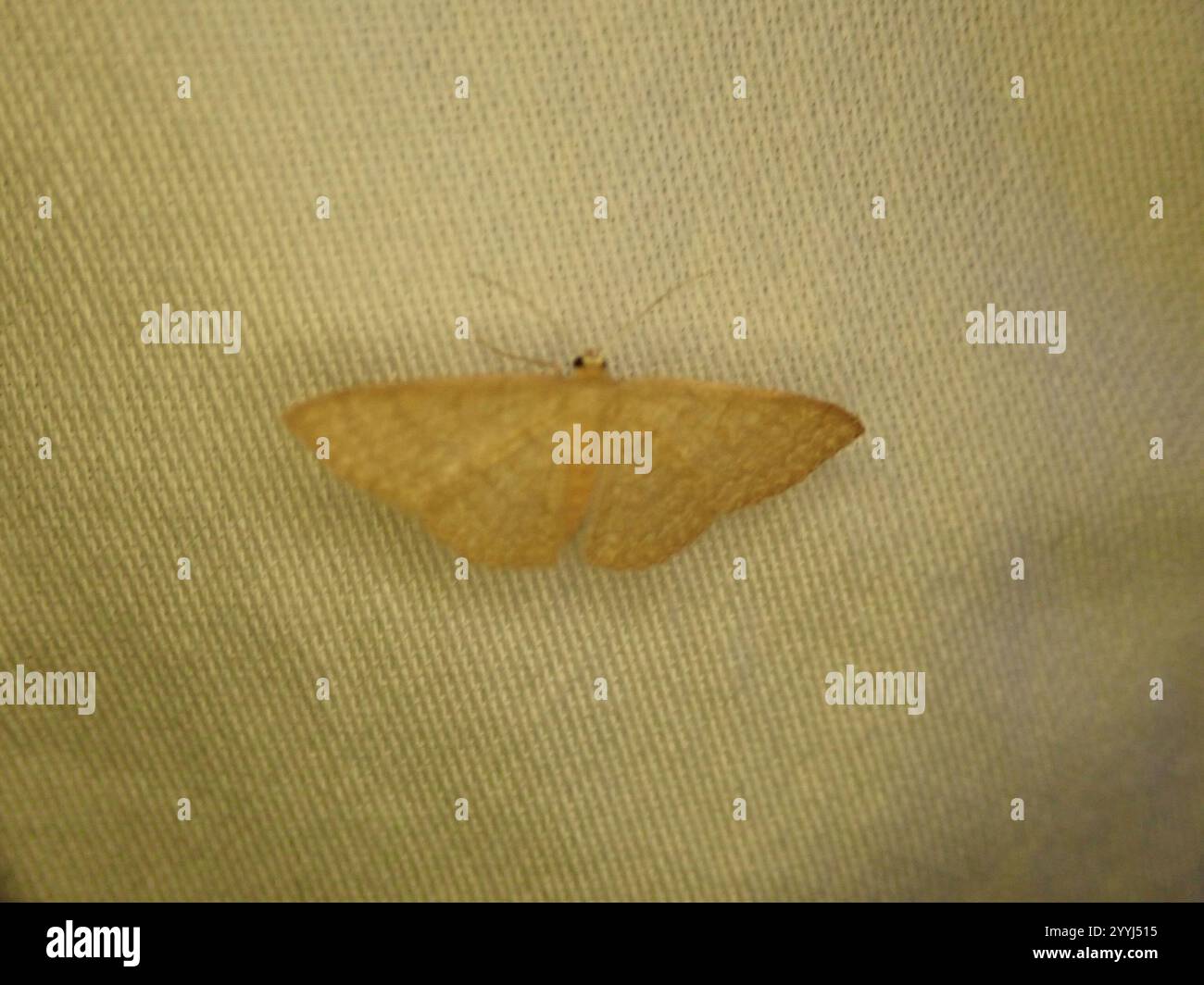 Common Tan Wave (Pleuroprucha insulsaria Stock Photo - Alamy