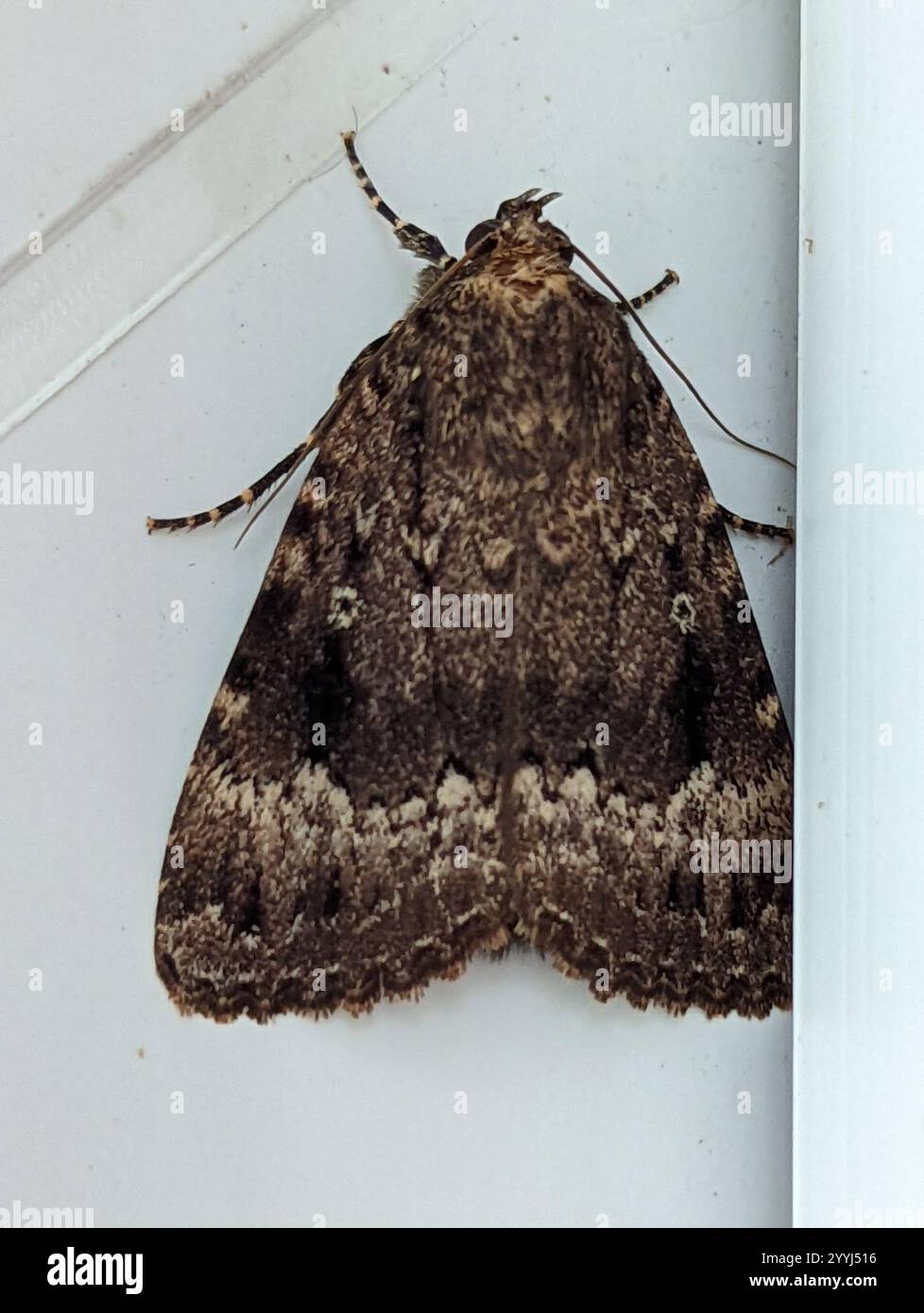 Eurasian Copper Underwing (Amphipyra pyramidea Stock Photo - Alamy