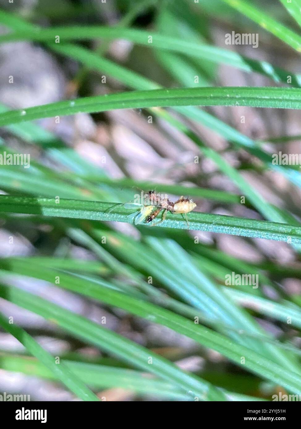Spiny assassin bug hi-res stock photography and images - Alamy