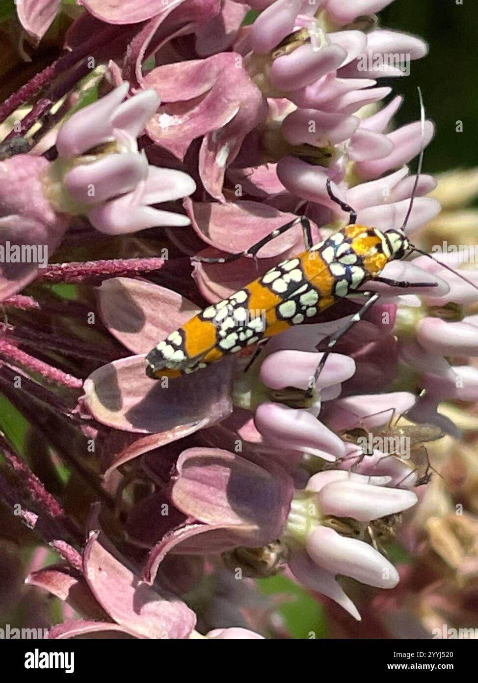 Ailanthus Webworm Moth (Atteva aurea Stock Photo - Alamy