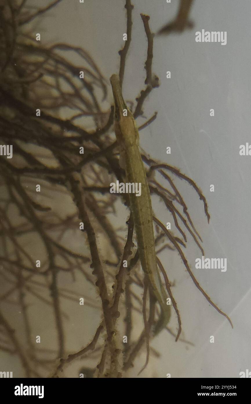 Northern Pipefish (Syngnathus fuscus Stock Photo - Alamy