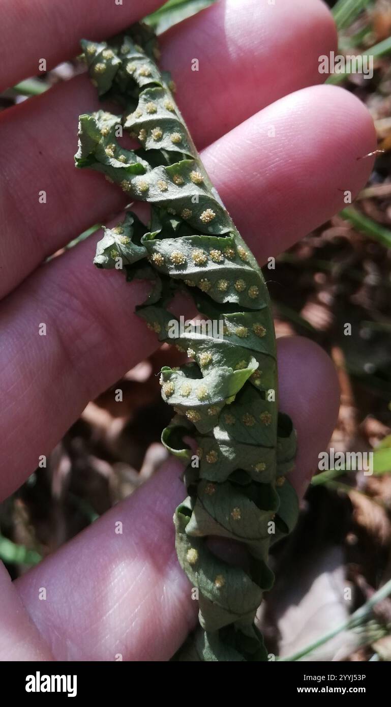 common polypody (Polypodium vulgare Stock Photo - Alamy