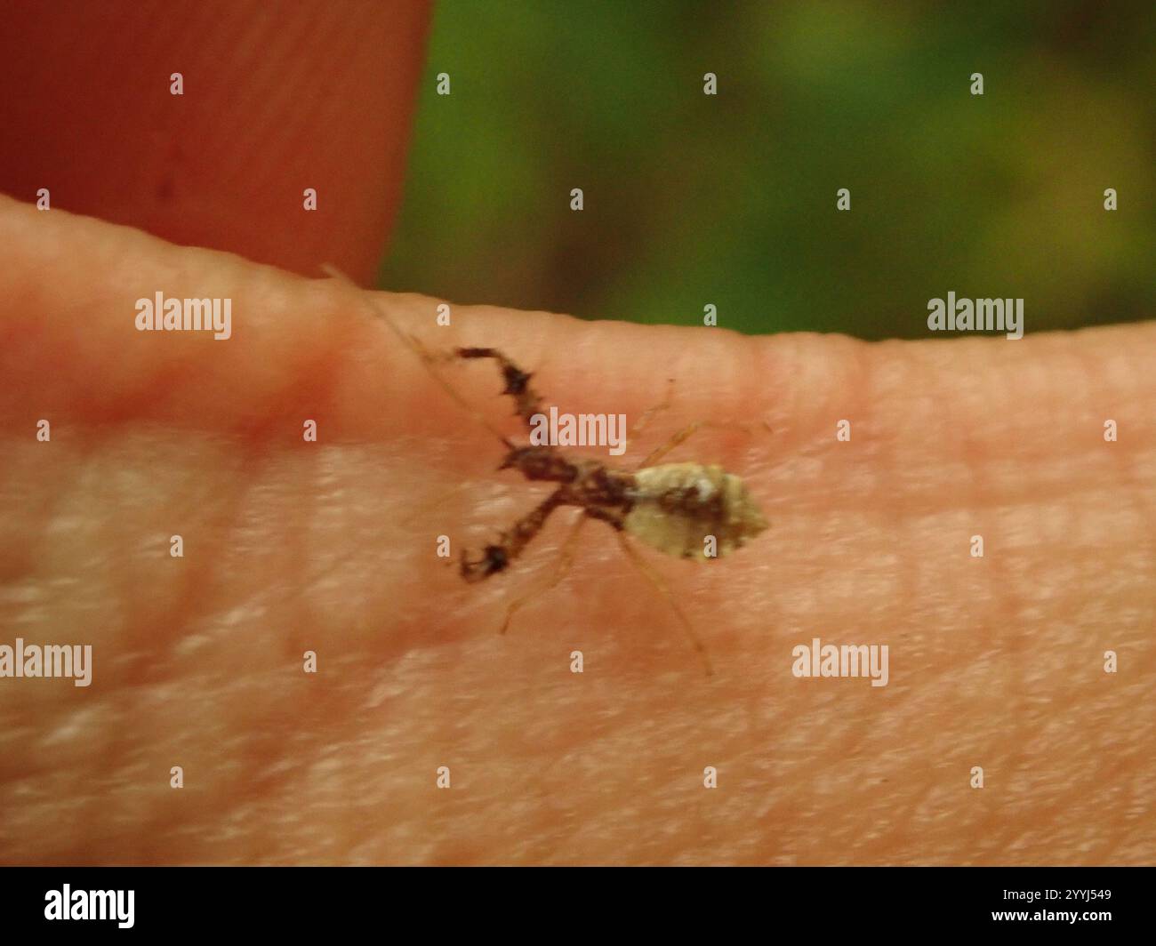 Spiny assassin bug hi-res stock photography and images - Alamy