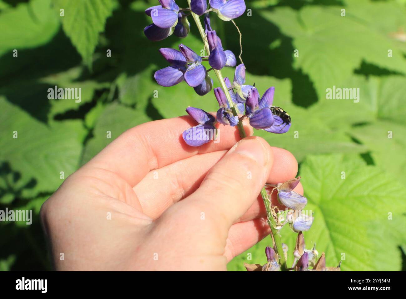 Broadleaf Lupine (Lupinus latifolius Stock Photo - Alamy