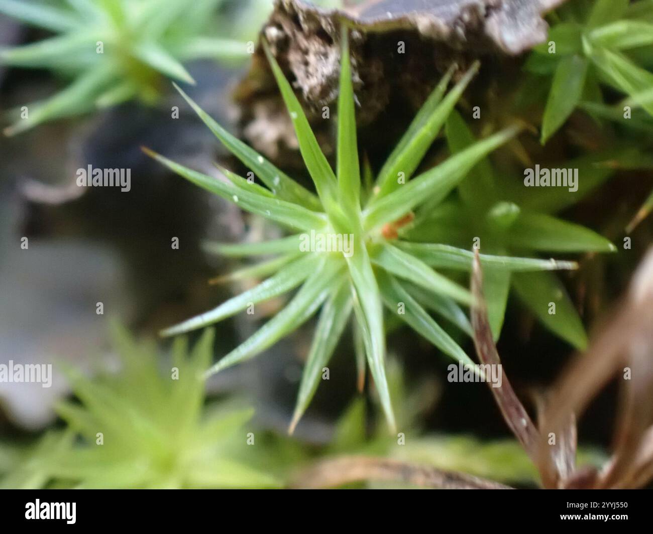 juniper haircap moss (Polytrichum juniperinum Stock Photo - Alamy