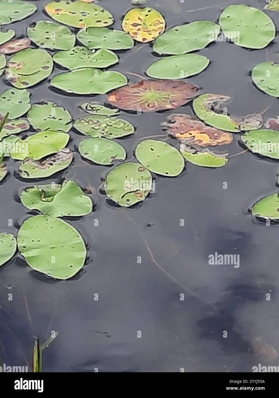 Watershield (Brasenia schreberi Stock Photo - Alamy