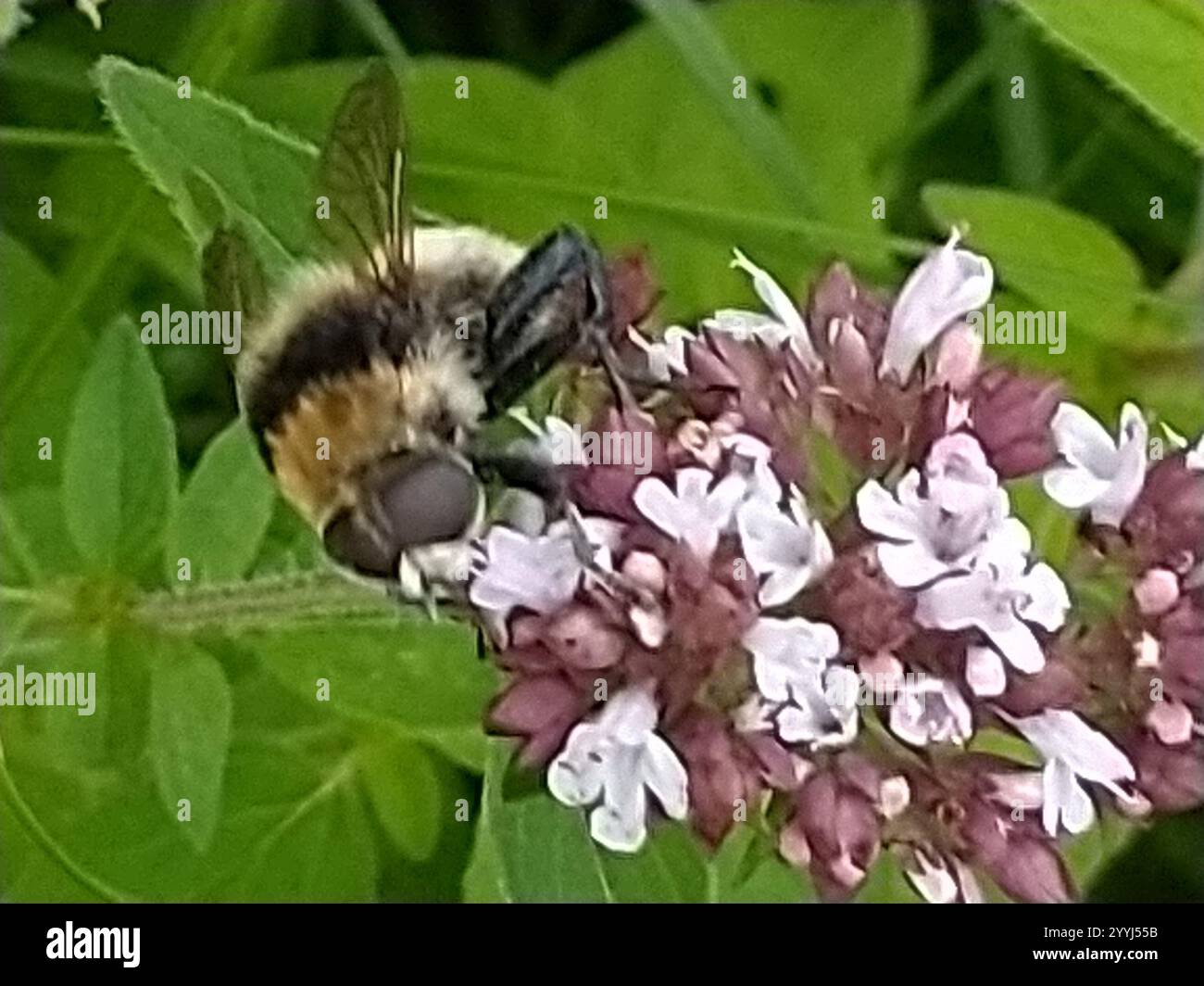 Narcissus Bulb Fly (Merodon equestris Stock Photo - Alamy