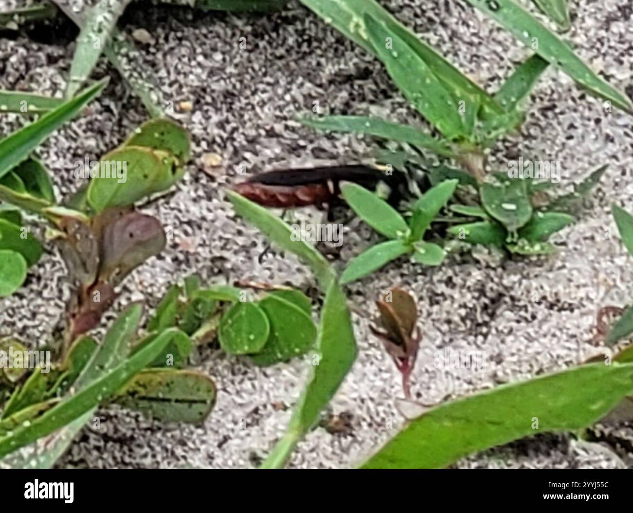 Larra bicolor hi-res stock photography and images - Alamy
