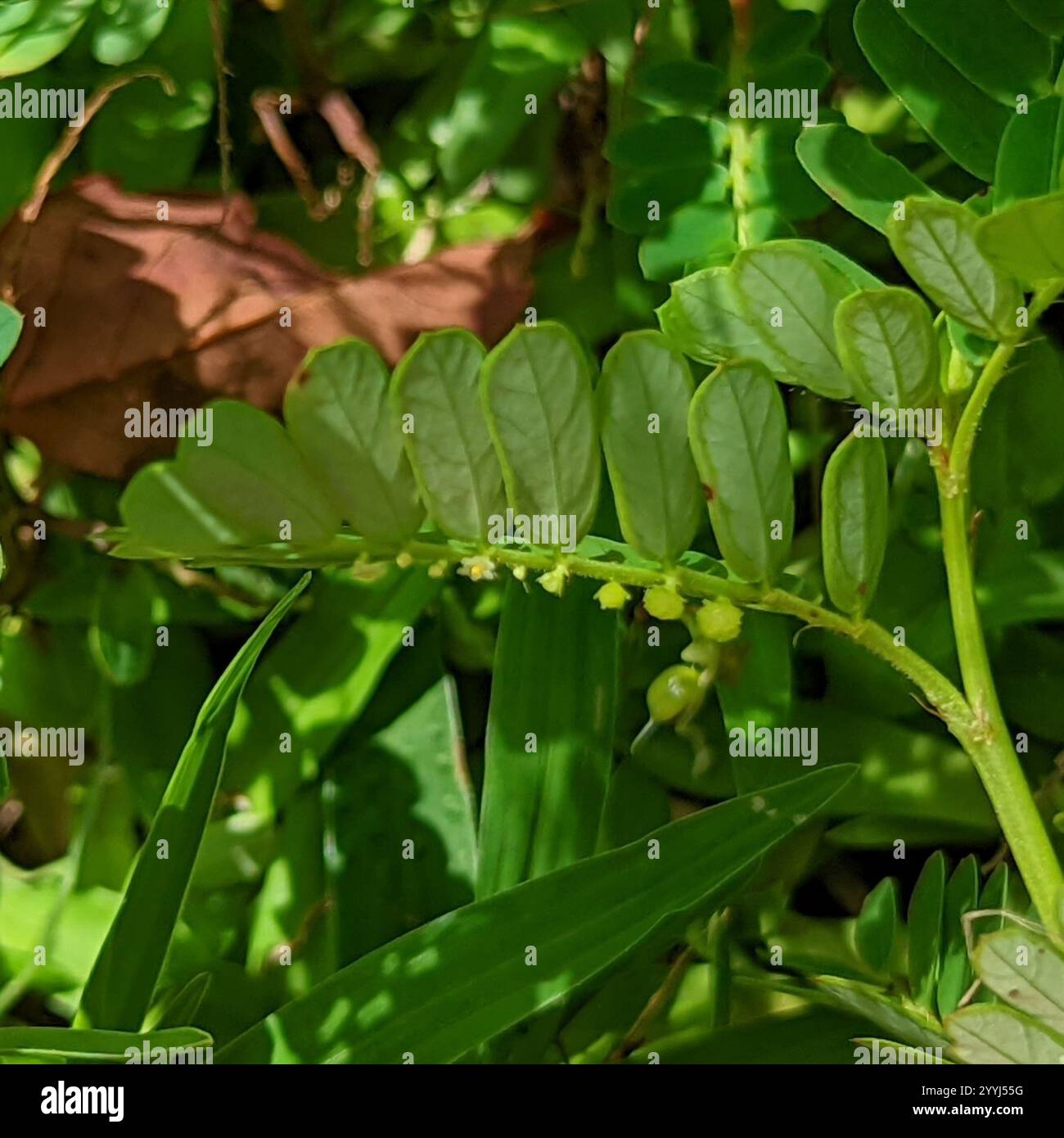 Chamberbitter (Phyllanthus urinaria Stock Photo - Alamy
