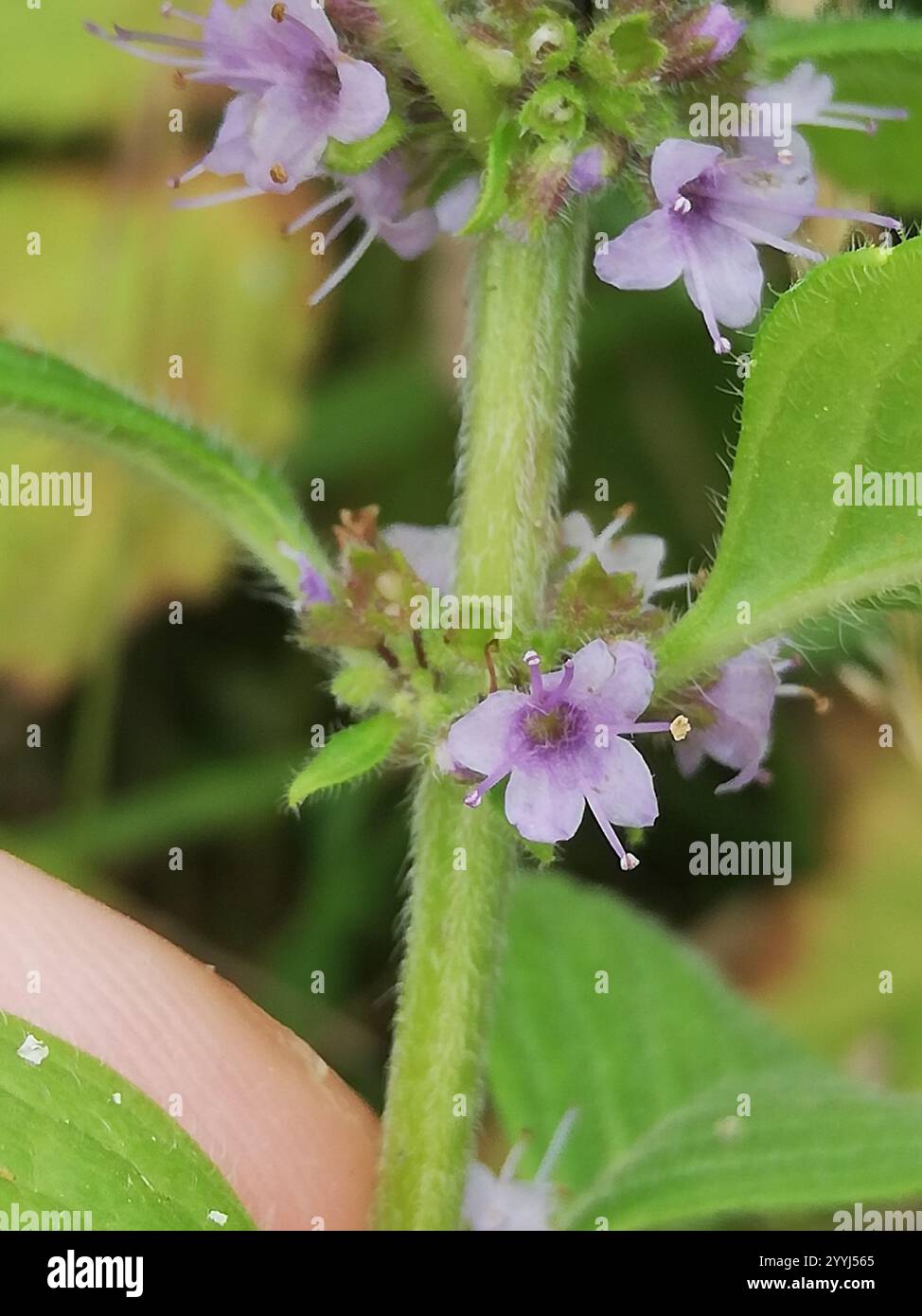 corn mint (Mentha arvensis Stock Photo - Alamy