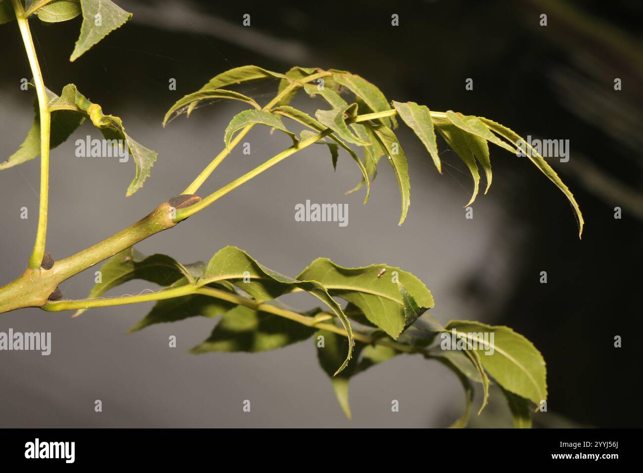 European ash (Fraxinus excelsior Stock Photo - Alamy