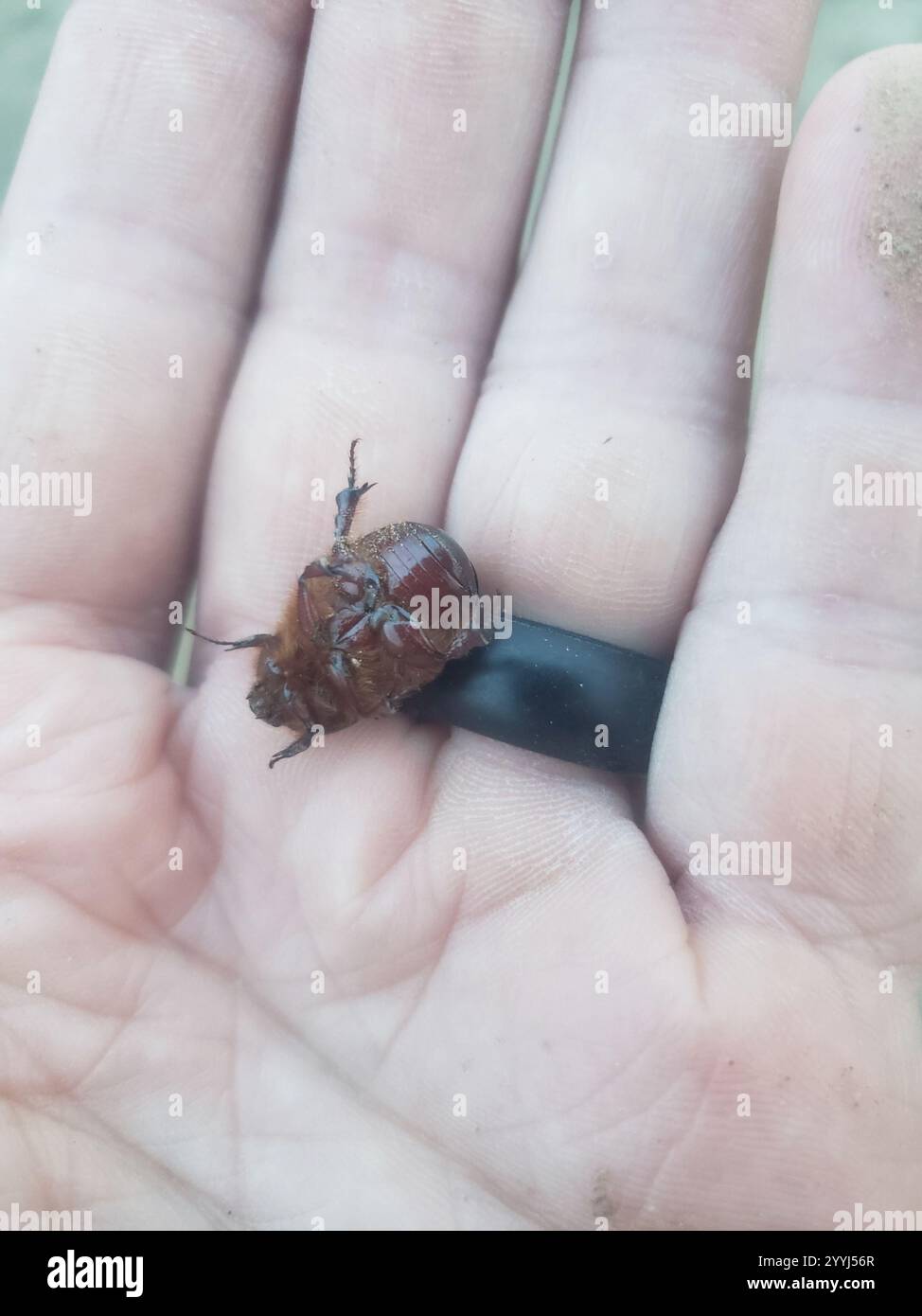 Carrot Beetle (Ligyrus gibbosus Stock Photo - Alamy