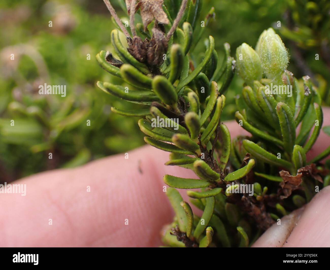 Yellow Mountain-heath (Phyllodoce glanduliflora Stock Photo - Alamy