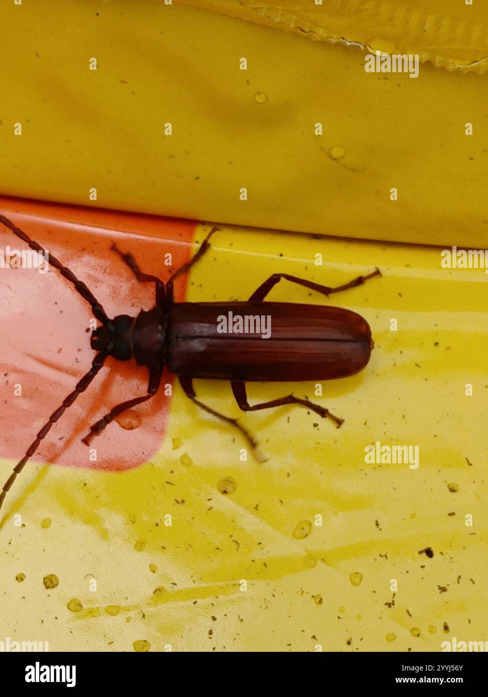 Brown Prionid (Orthosoma brunneum Stock Photo - Alamy